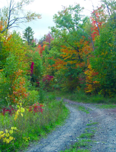 Explore fall colors on an ORV | News, Sports, Jobs - The Mining Gazette